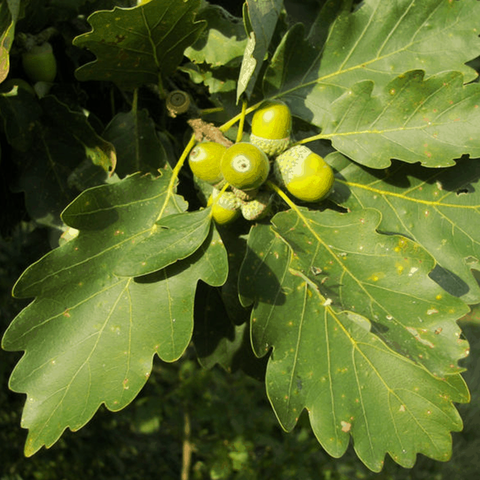 Dub zimní | LEROS - Bylinná harmonie