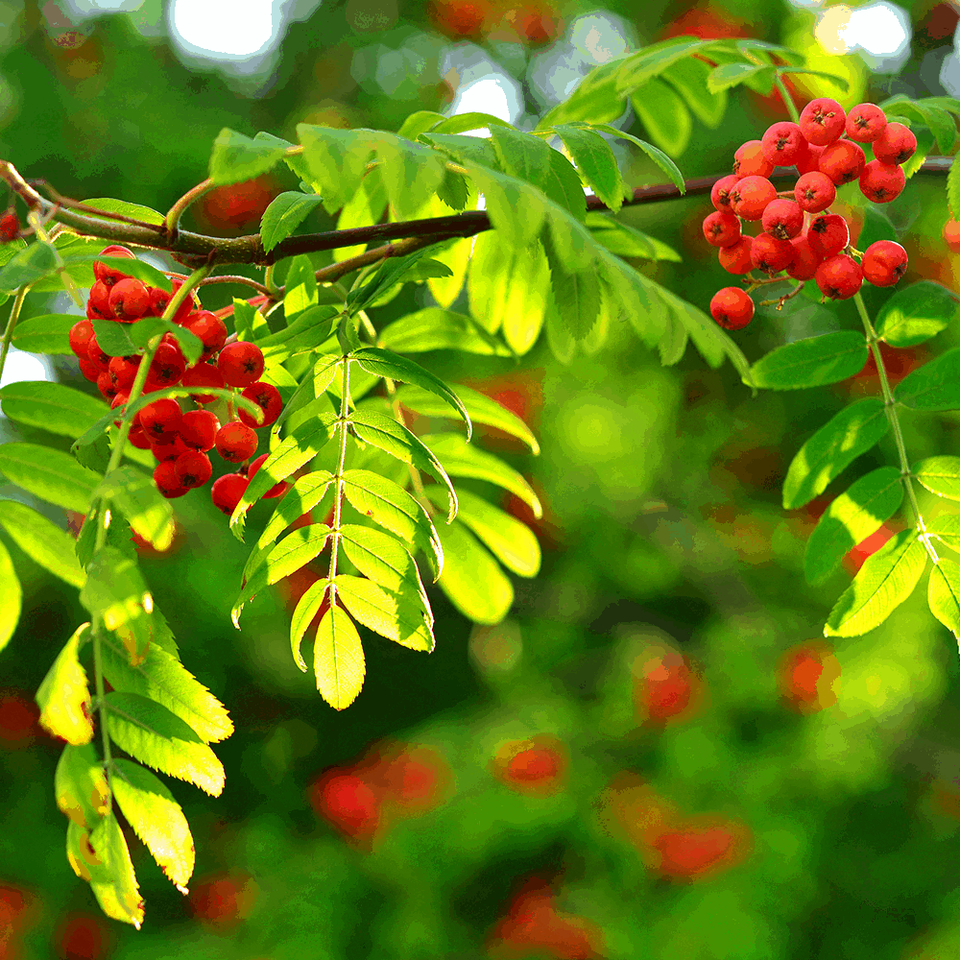 Jarabina vtáčia | - Bylinná harmónia