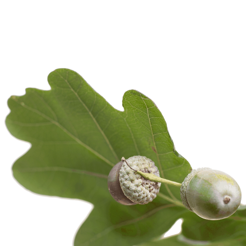 Dub zimní | LEROS - Bylinná harmonie