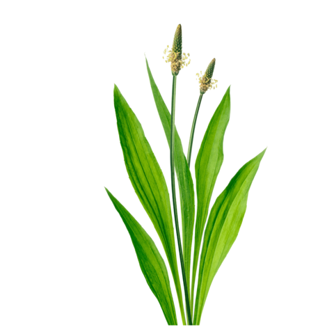 Skorocel kopijovitý | LEROS - Příběh bylinek